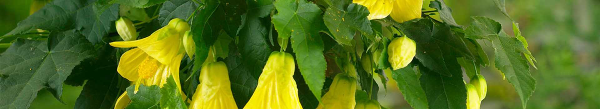 Abutilon 'Patio Yellow', Schönmalve 'Patio Yellow' - Baumschule Ganslmaier
