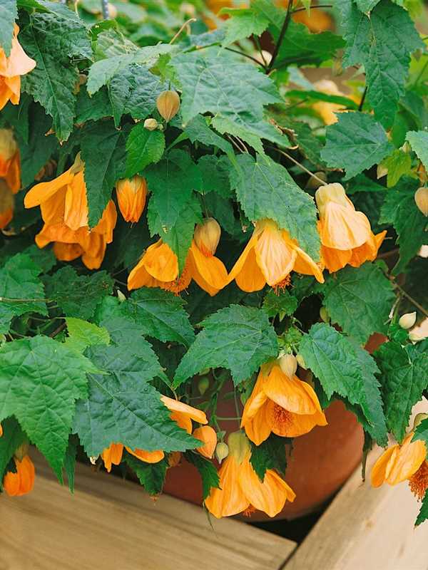 Abutilon 'Orange Dwarf', Schönmalve 'Orange Dwarf' - Baumschule Ganslmaier