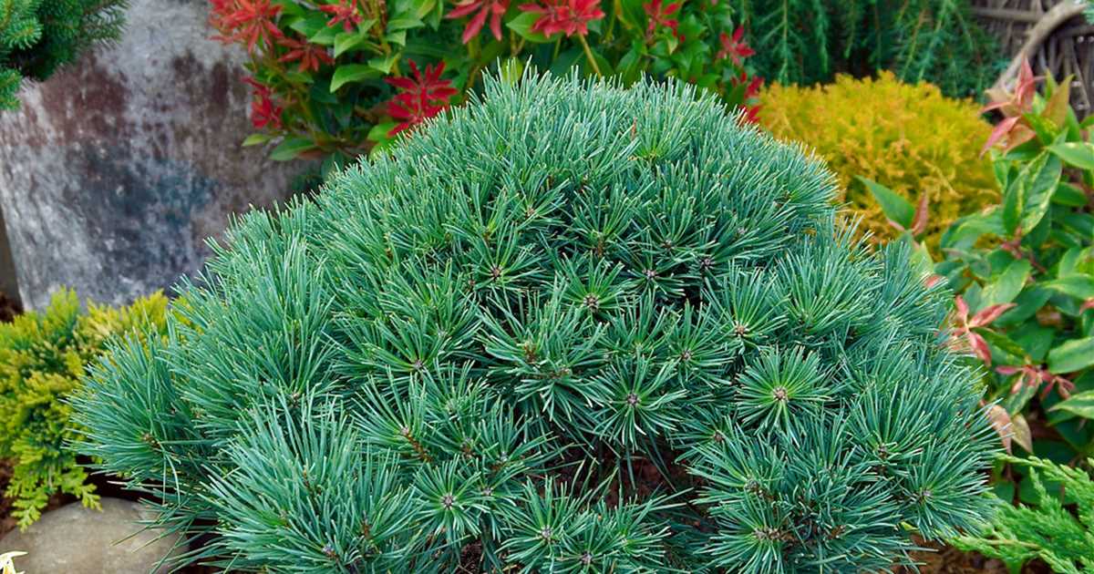 Pinus sylvestris 'Doone Valley', Gemeine Kiefer 'Doone Valley ...