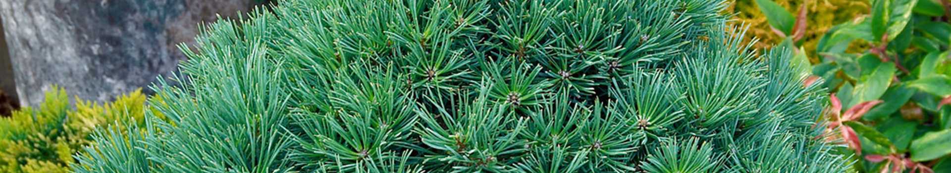 Pinus sylvestris 'Doone Valley', Gemeine Kiefer 'Doone Valley ...