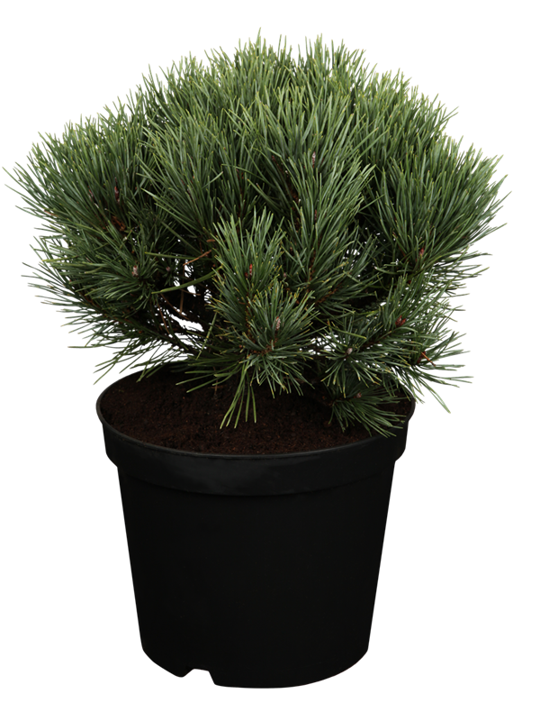 Pinus sylvestris 'Doone Valley', Gemeine Kiefer 'Doone Valley ...