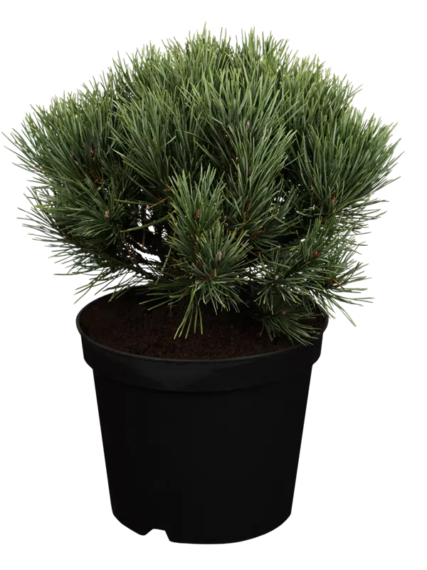 Pinus sylvestris 'Doone Valley', Gemeine Kiefer 'Doone Valley ...
