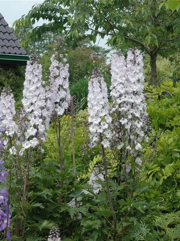 Delphinium x elatum, weiß, Hoher Rittersporn - Baumschule Ganslmaier